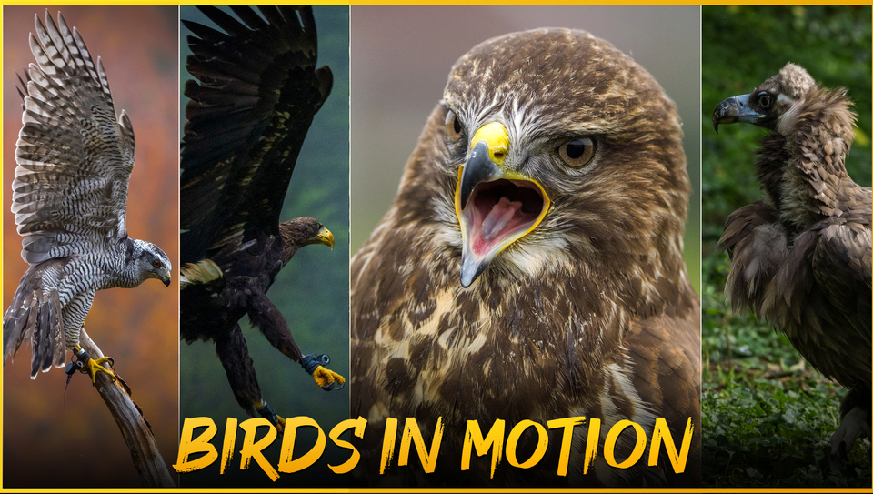 Birds in Motion - Reference Photo Pack For Artists 616 JPEGs noAI