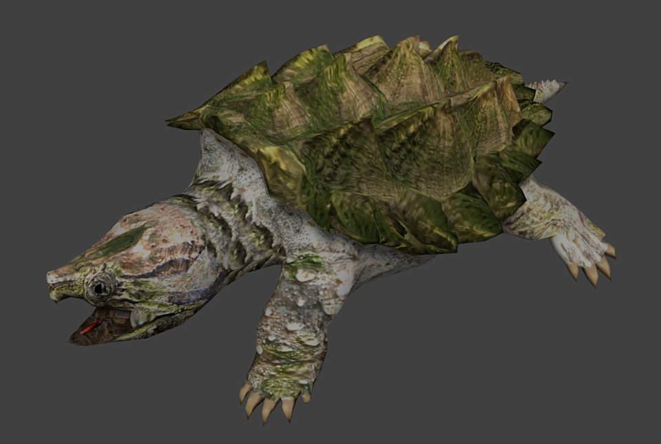 Alligator snapping turtle