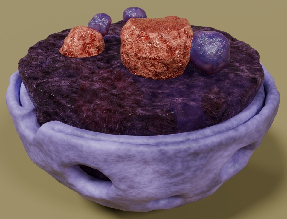 Nucleus structure schematic 3d model