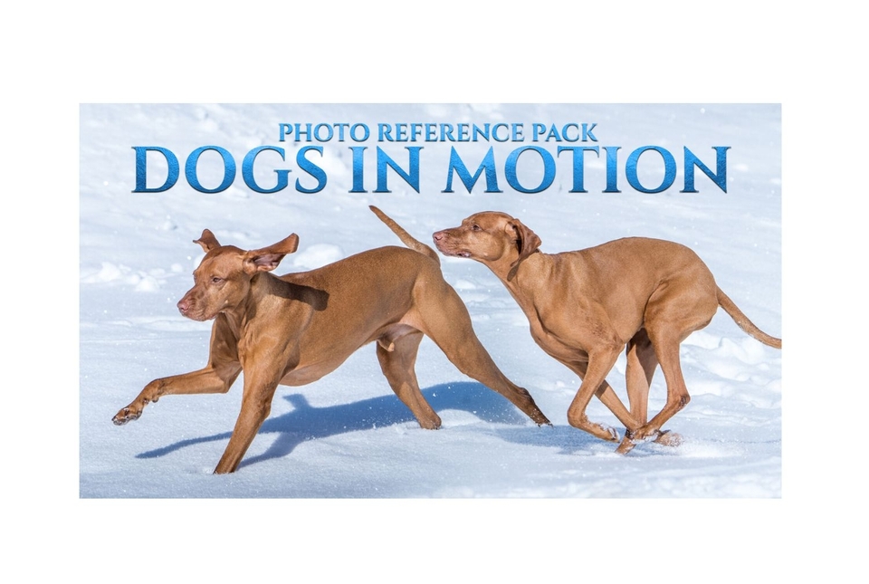 Dogs In Motion - Reference Photo Pack For Artists 464 JPEGs noAI