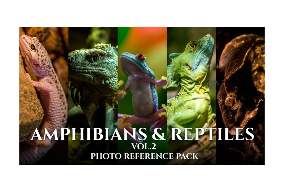 Amphibians & Reptiles vol.2- Referecne Photo Pack For Artists 432 JPEGs ...