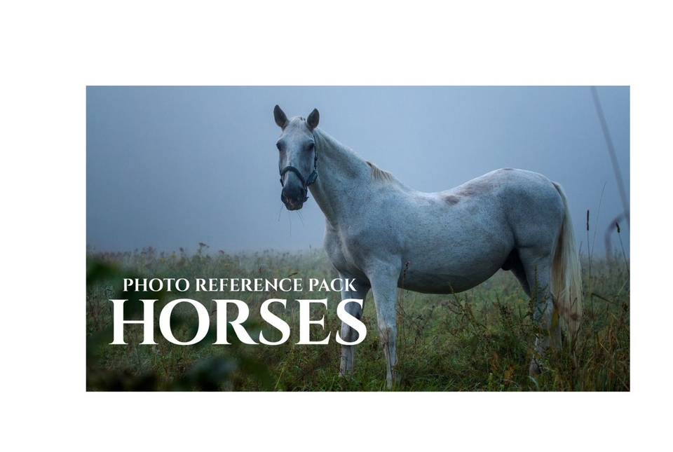 Horses - Reference Photo Pack For Artists 397 JPEGs noAI