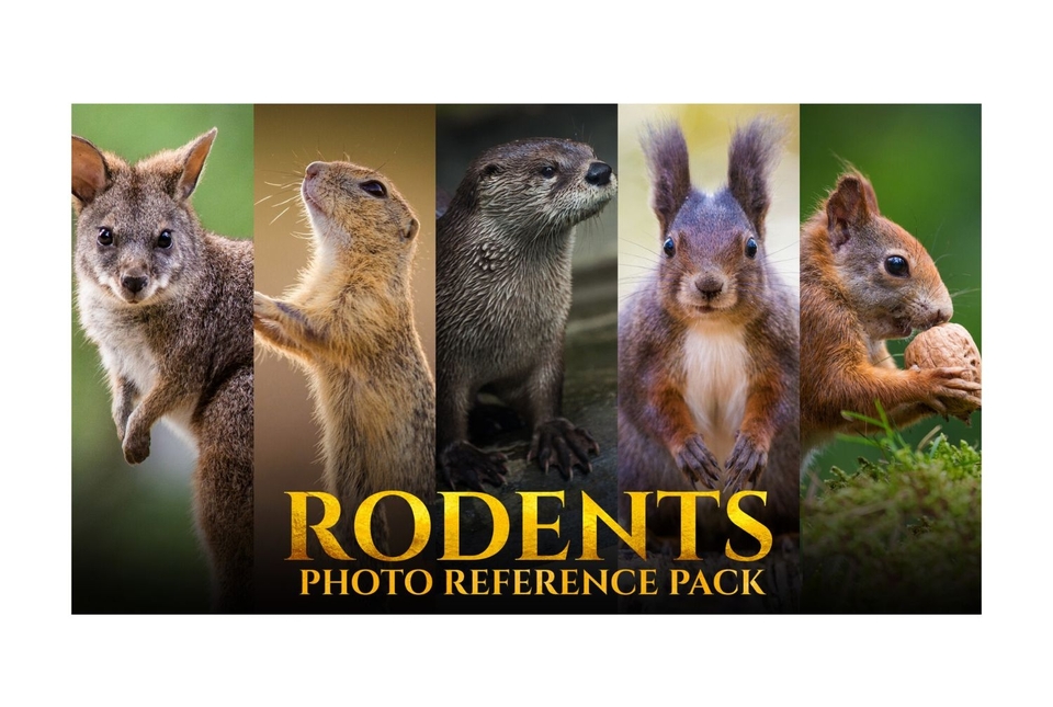 Rodents - Reference Photo Pack For Artists 178 JPEGs noAI