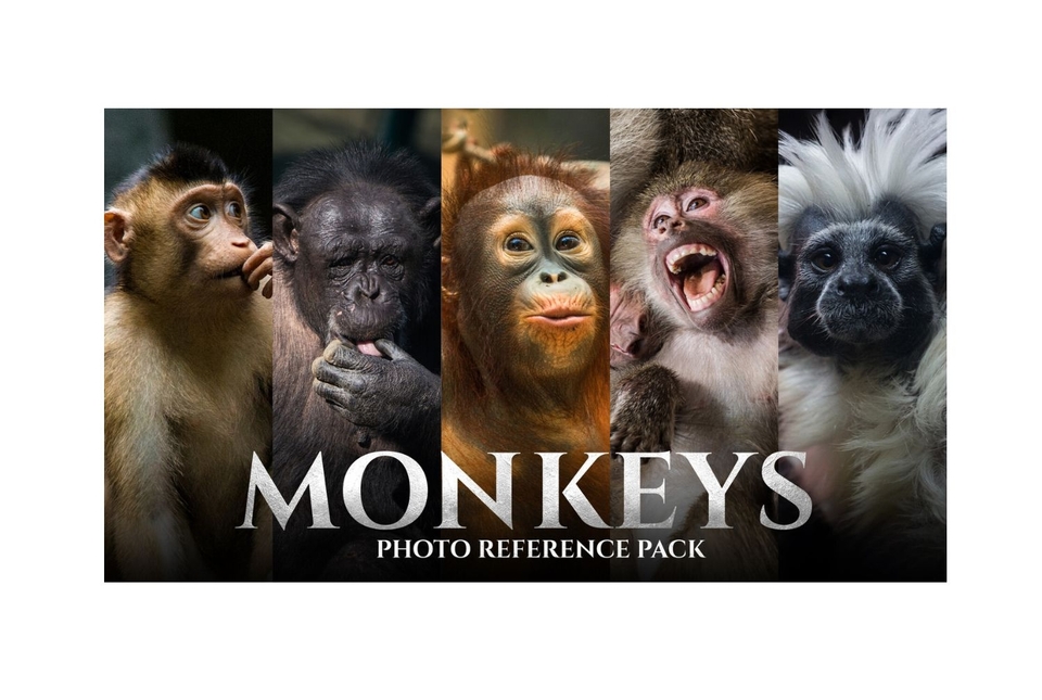 Monkeys vol.1 - Reference Photo Pack For Artists 159 JPEGs noAI