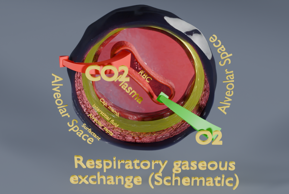 Respiratory Lung Gas Exchange Schematic