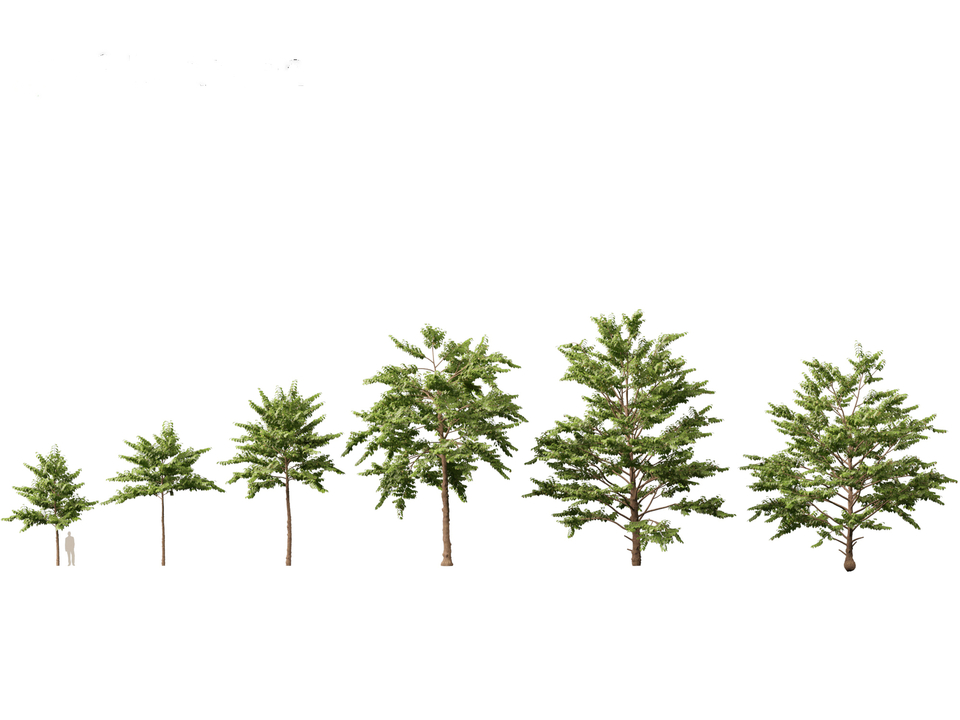 (Highpoly+Low Poly) Neolamarckia cadamba - Burflower-tree