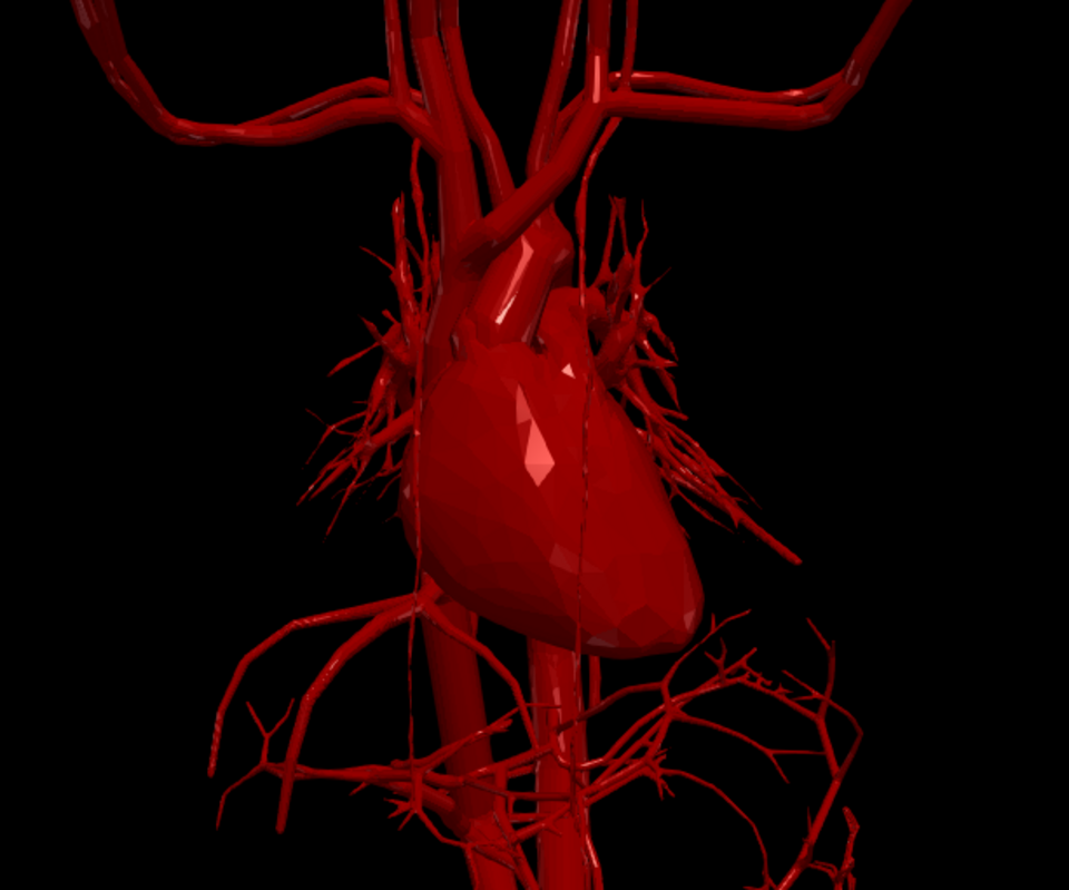 3D Model of Heart and Cardiovascular System