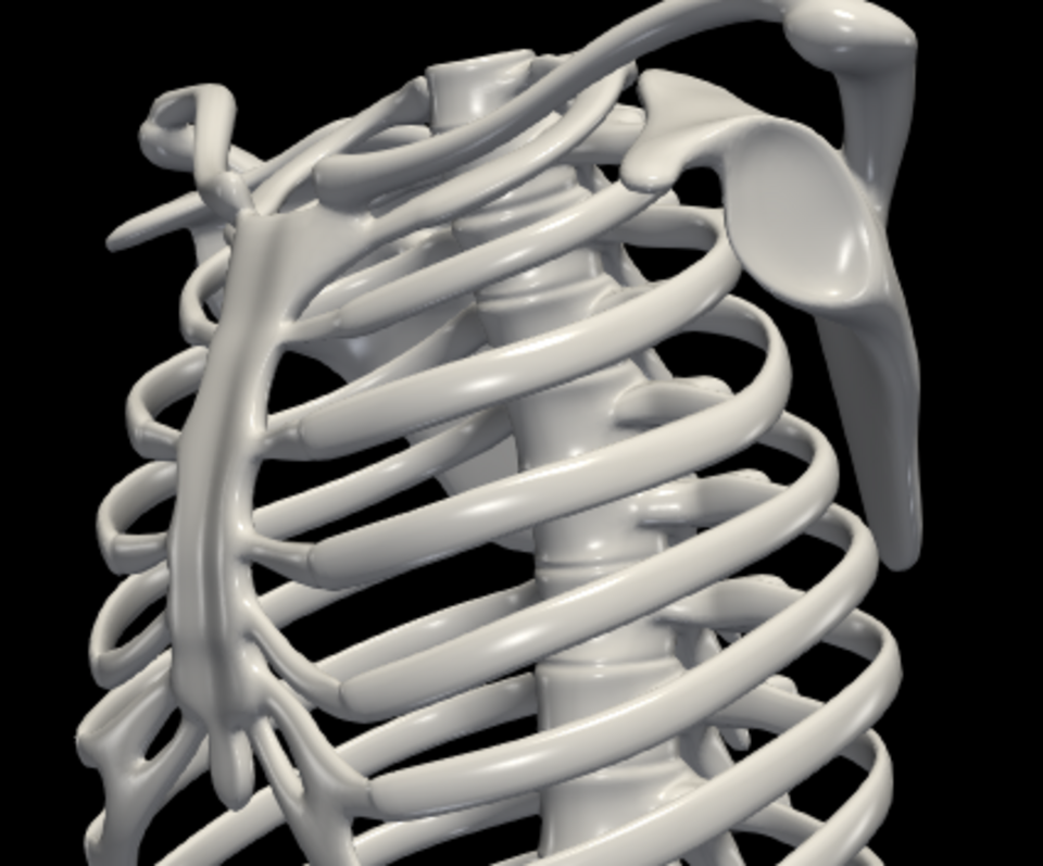 3D Model of Ribs Cage
