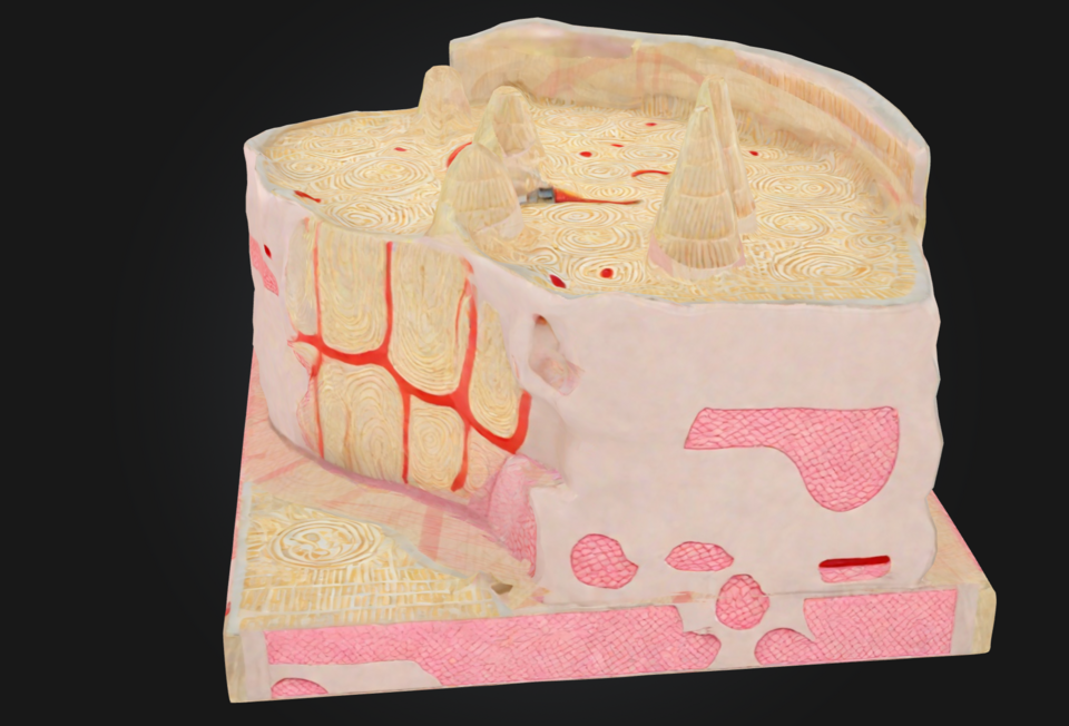 Microanatomy Bone Structure Anatomy Model