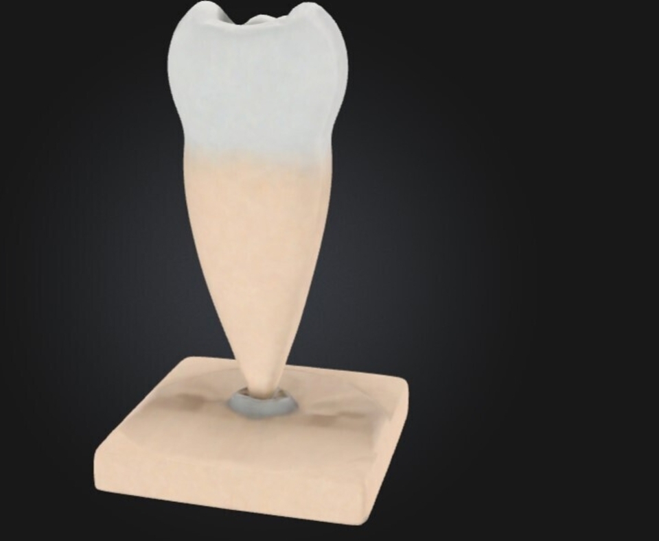 3D Model of Lower Single-Root Pre-Molar Tooth