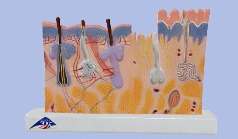 3D Human Skin Section Relief Model v2