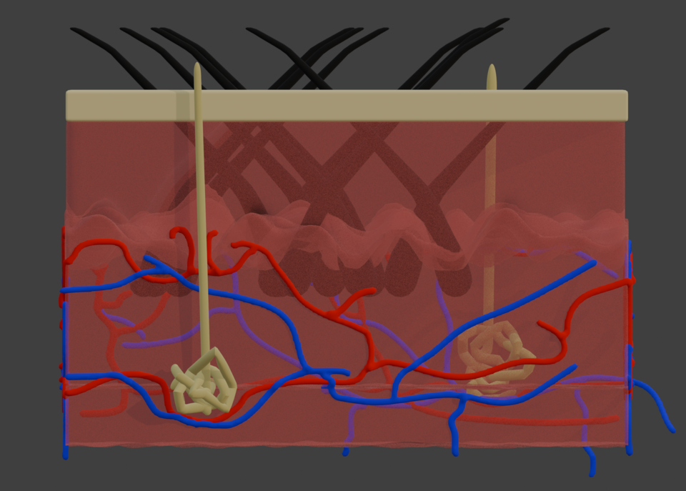 3D Model of Anatomy of the Skin v2