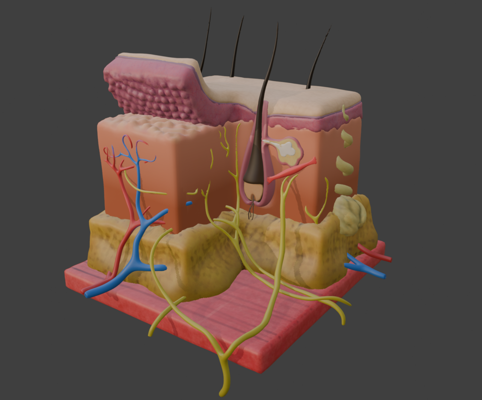 3D Model of Skin Anatomy