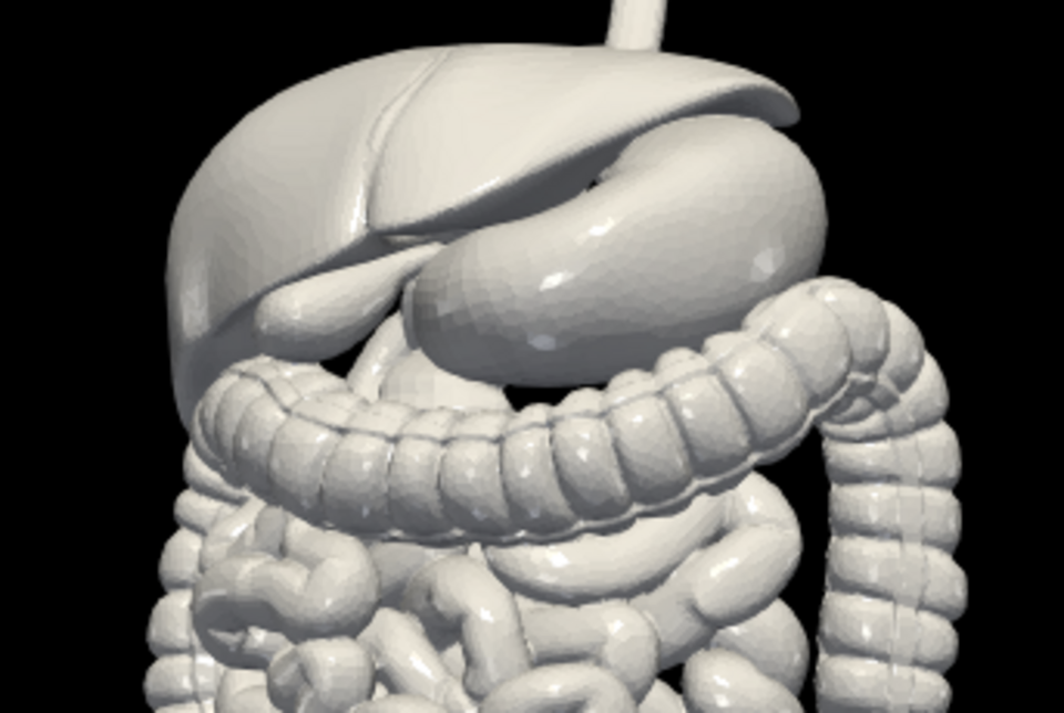 3D Model of Digestive System