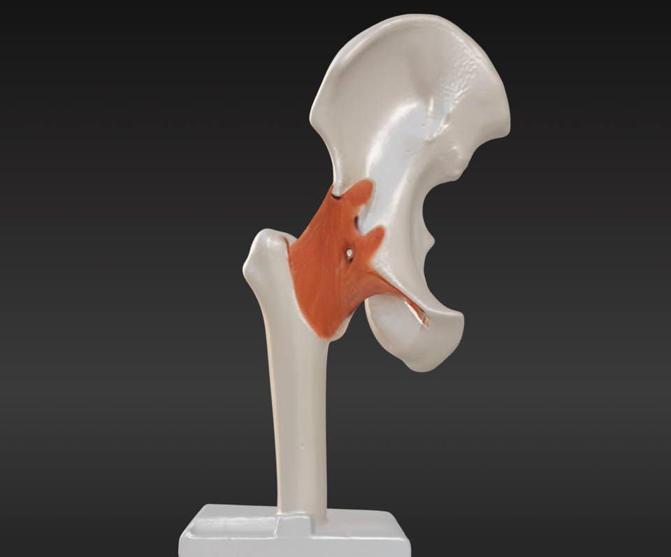 3D Hip Joint Anatomy Model