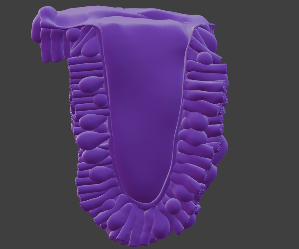 3D Model of the Epithelium of the Duodenum v2