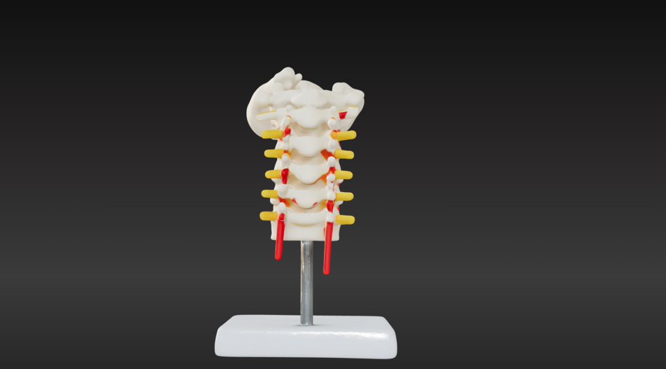 3D Vertebrae Anatomy Model with Stand v1