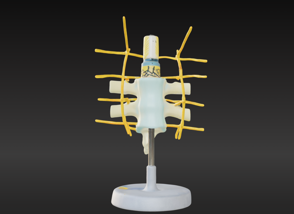 3D Vertebrae Anatomy Model with Stand v2