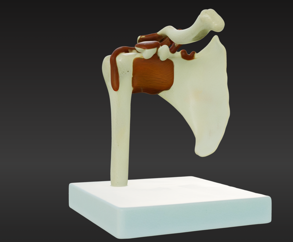 3D Joint Anatomy Model with Stand
