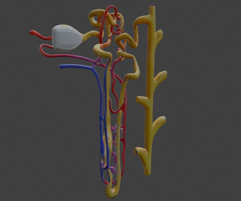 3D Model of Kidney Nephron
