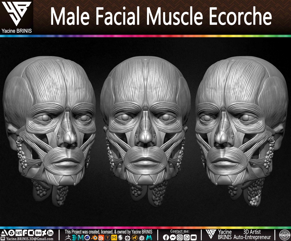 Male Facial Muscle Ecorche