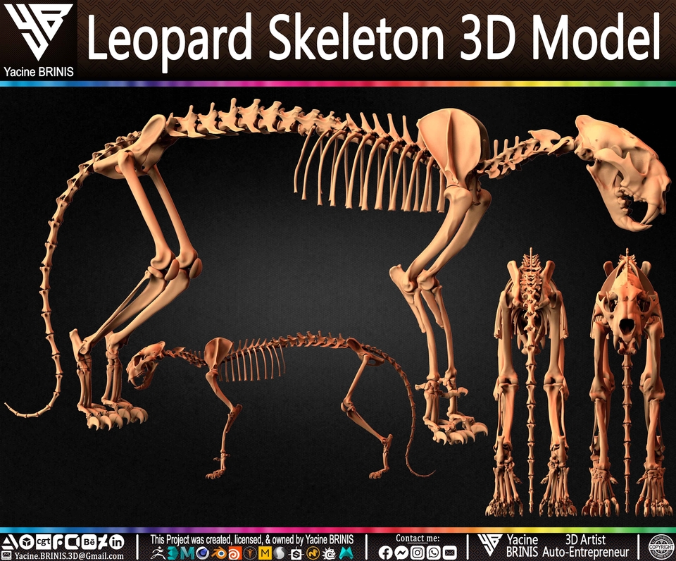 Leopard Skeleton 3D Model