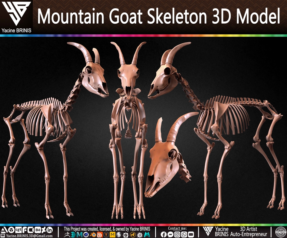 Mountain Goat Skeleton 3D Model