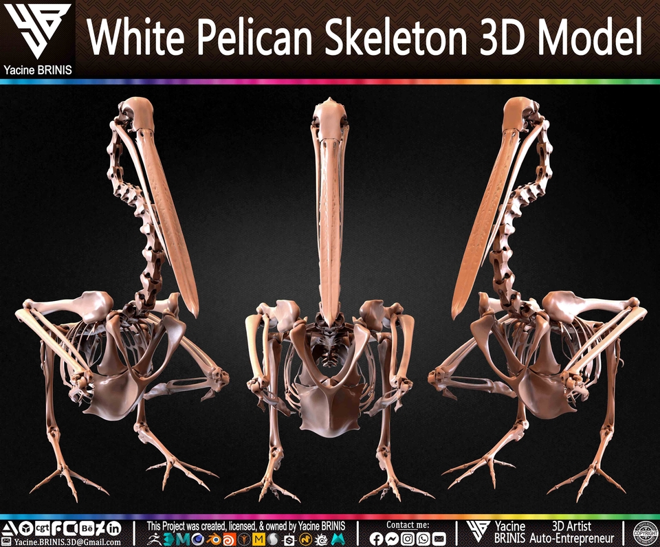 White Pelican Skeleton 3D Model