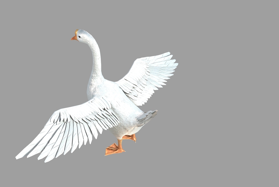 PBR goose Large white goose large goose Swan house goose bird du