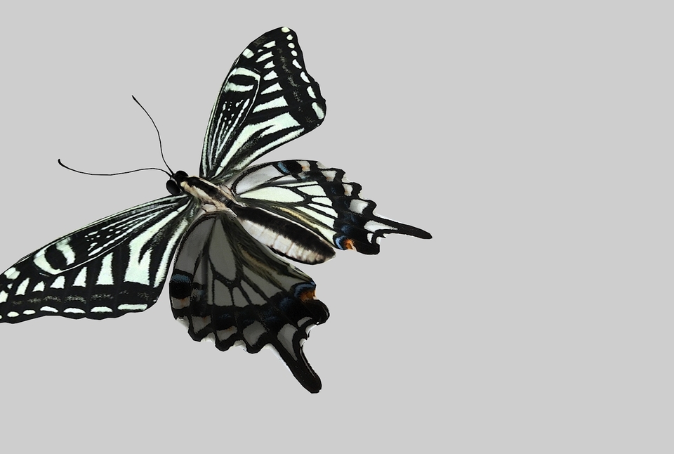 PBR Next generation butterfly swallowtail insect citrus Papili