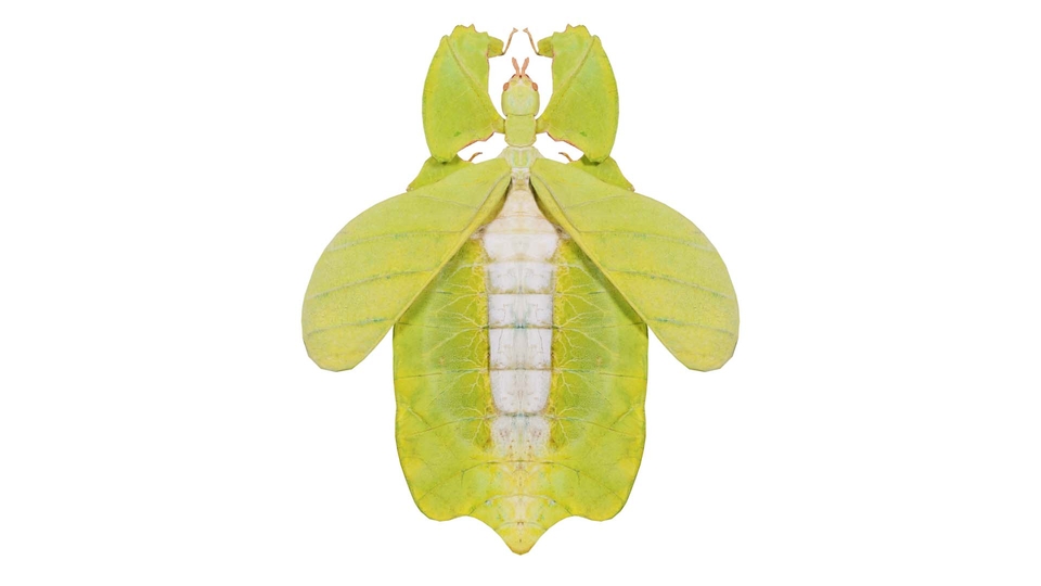 Walking Leaf Phylliidae Leaf Insect