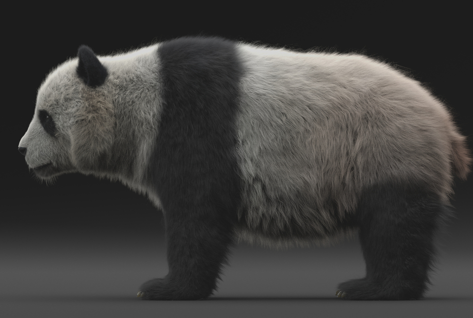 Panda Panda National treasure realistic Panda realistic Pand