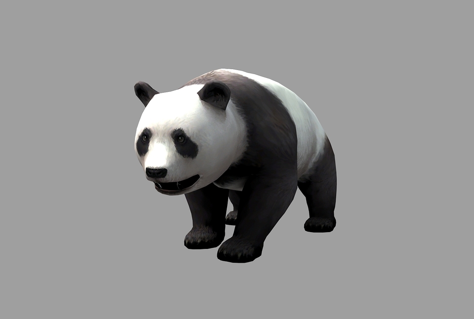 Giant panda animation