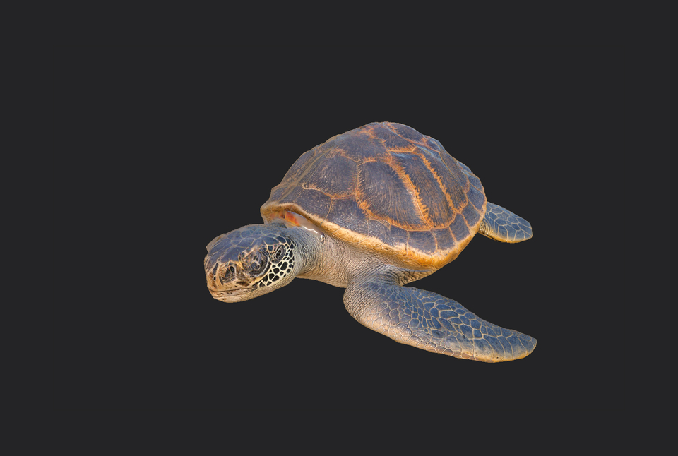 sea turtle 3D Model 001