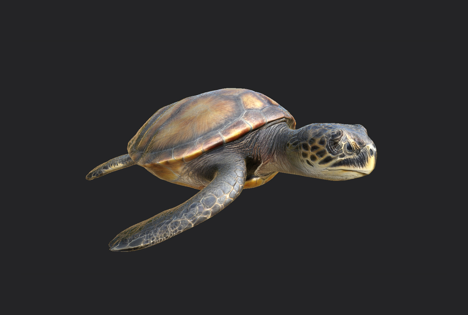 sea turtle 3D Model 002