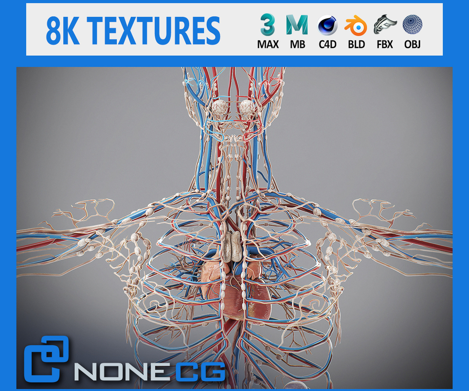 Human Male Circulatory and Lymphatic Anatomy