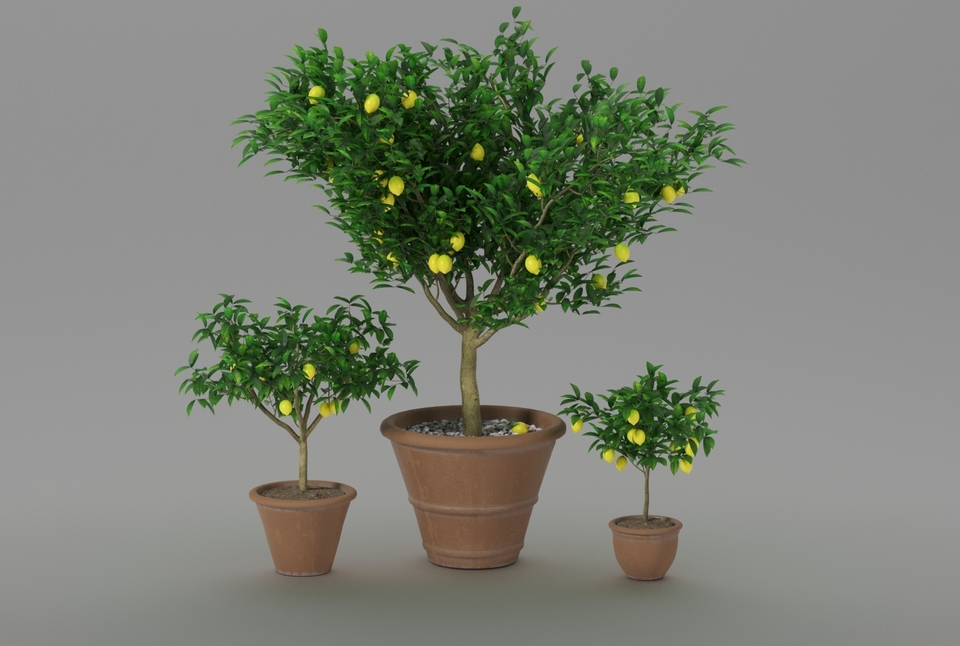 Potted Lemon Tree Set - 3 Sizes - Realistic 3D Model