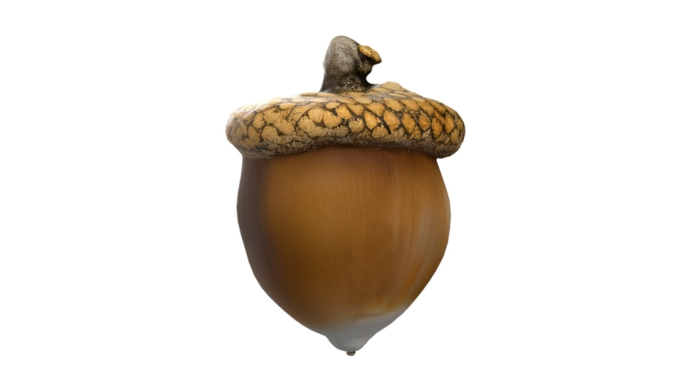 Acorn v1