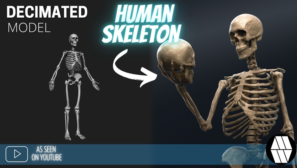 ZBrush Model: Human Skeleton Decimated Model ZTL & FBX