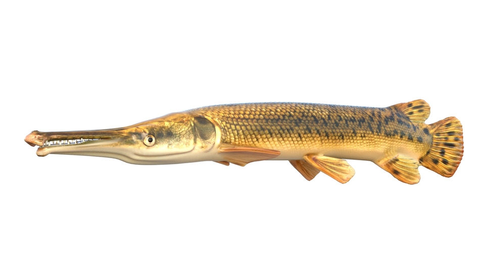 Alligator Gar fish
