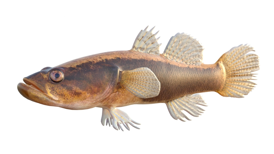 Eleotris amblyopsis fish