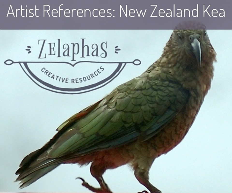 Artist Reference Photos: New Zealand Kea