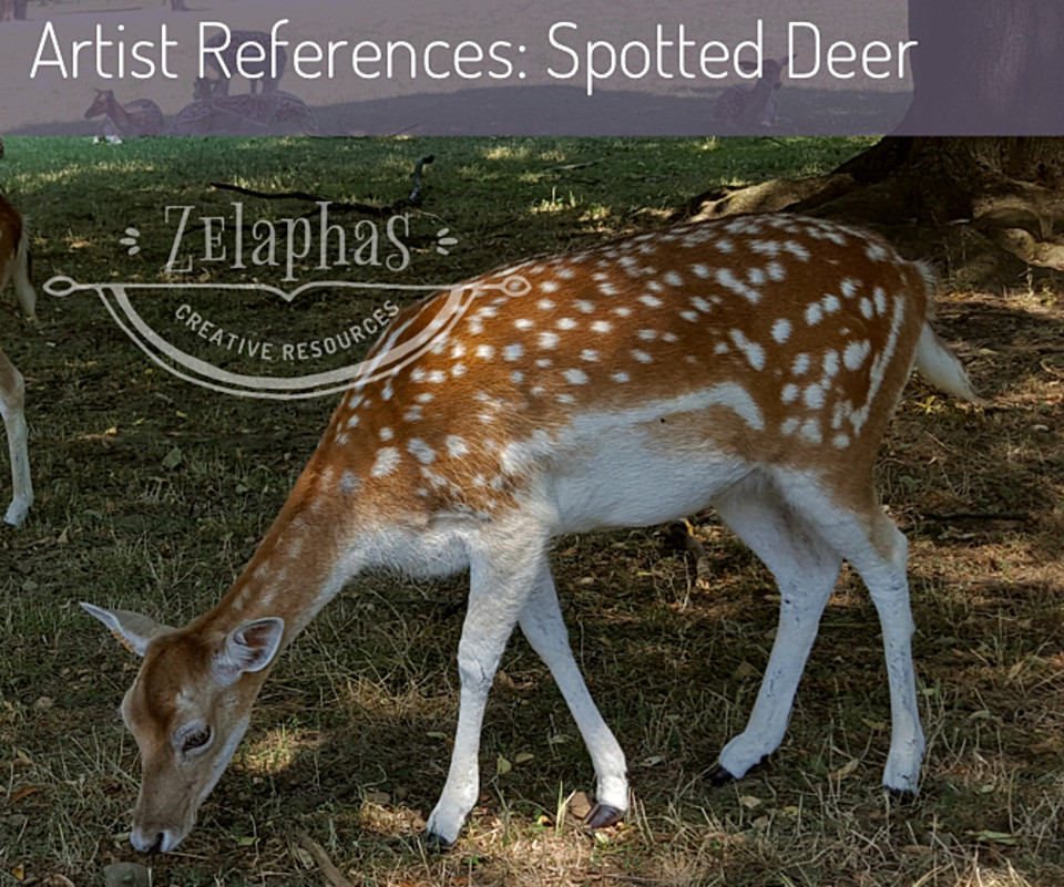 Artist Reference Photos: Spotted Deer