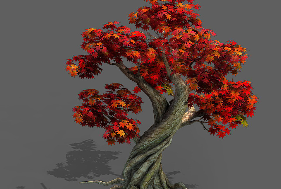 Forest - Maple 10