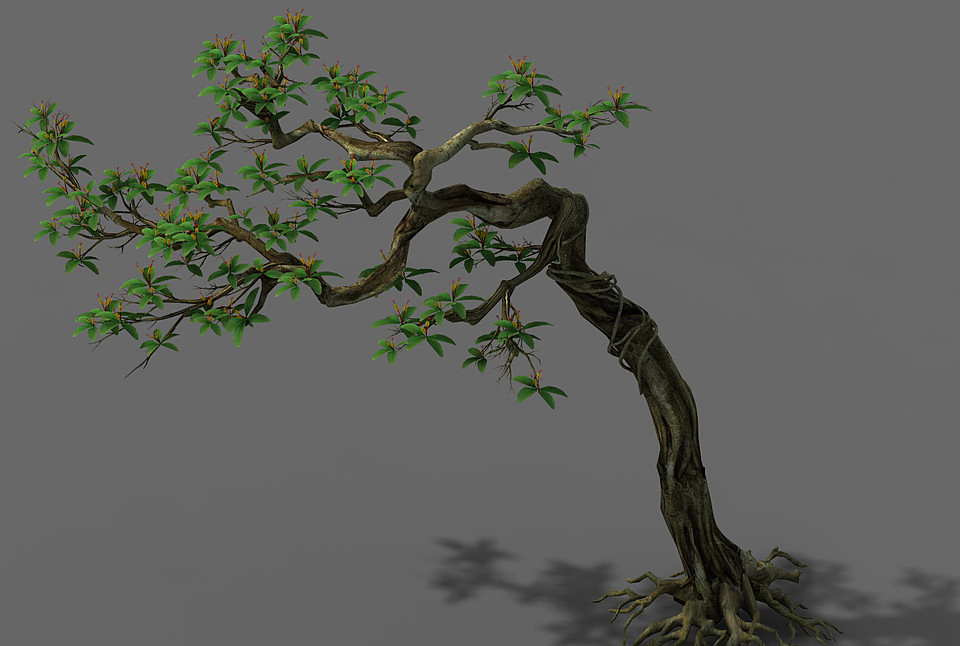 Plant - safflower tree