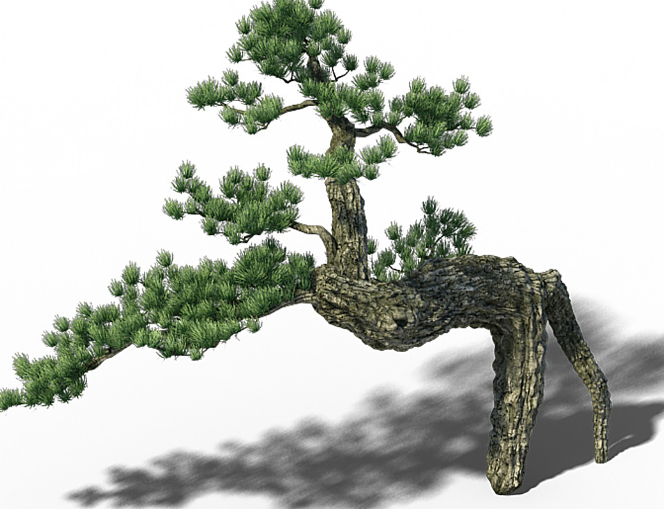 Big Tree - White Chishan - Pine 03