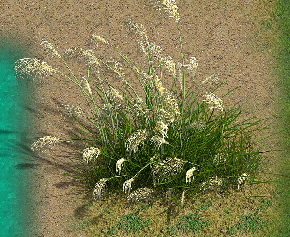 Lakeside Plants - Reed 01