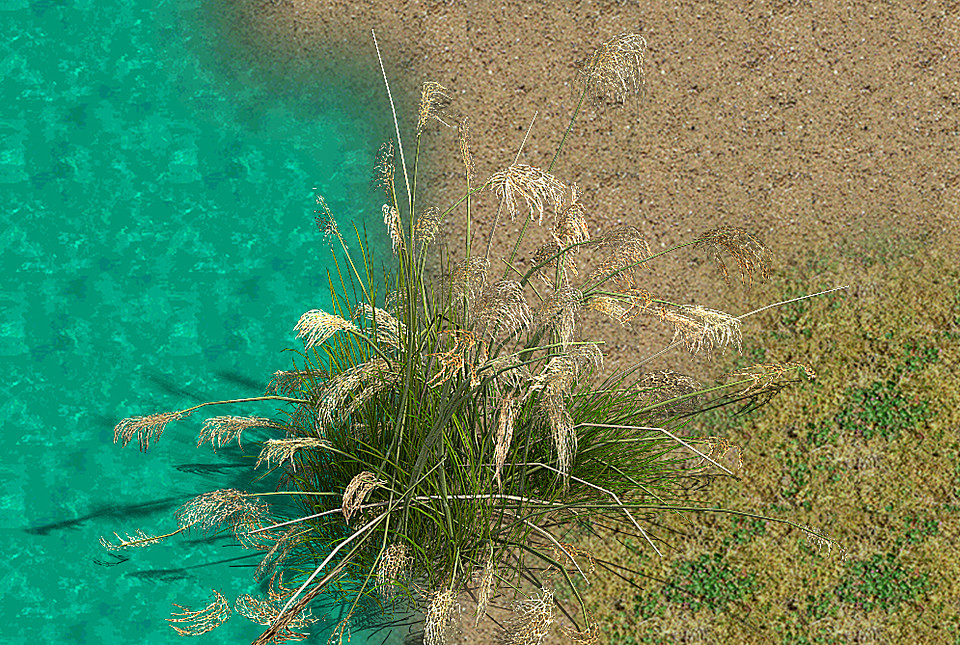 Lakeside Plants - Reed 03