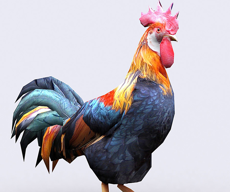 3DRT - Domestic animals - Rooster
