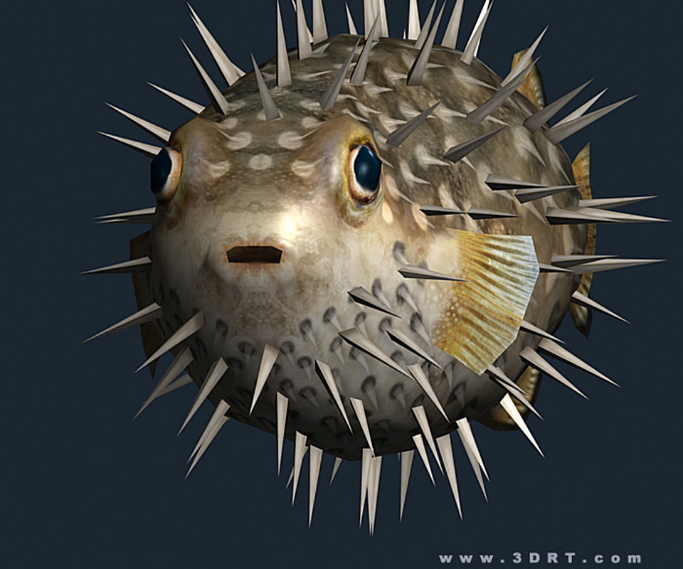 3DRT - Sealife - Puffer fish